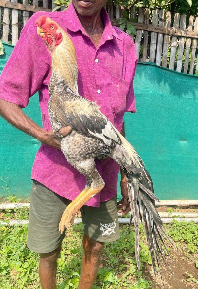 Parrot Beak Aseel: A Complete Guide to This Unique and Majestic Chicken ...